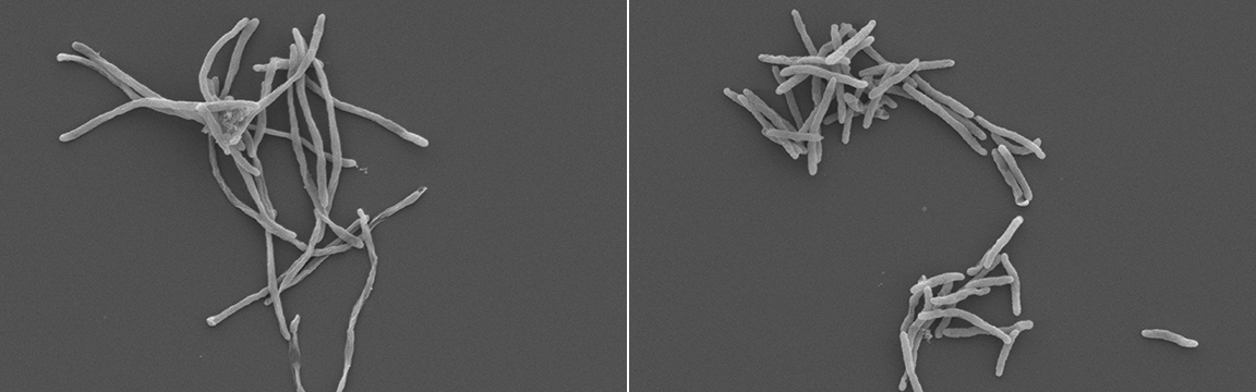 Press release on CSN research: Nanoparticles may have bigger impact on ...