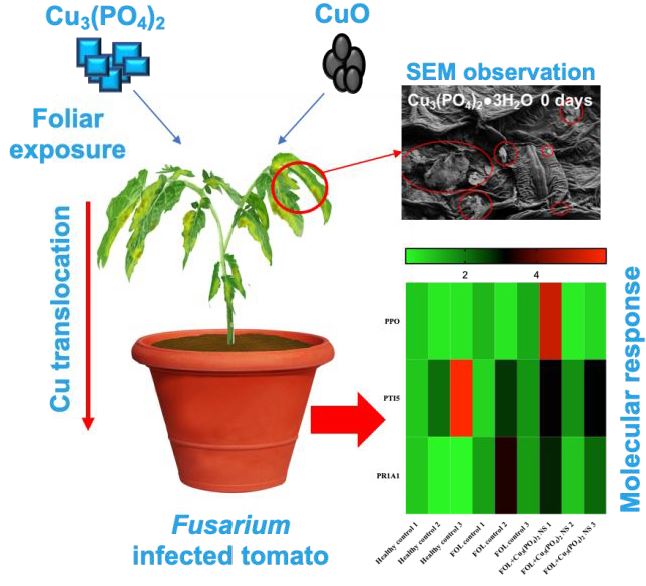 CSN Publication: Time-dependent transcriptional response of tomato ...